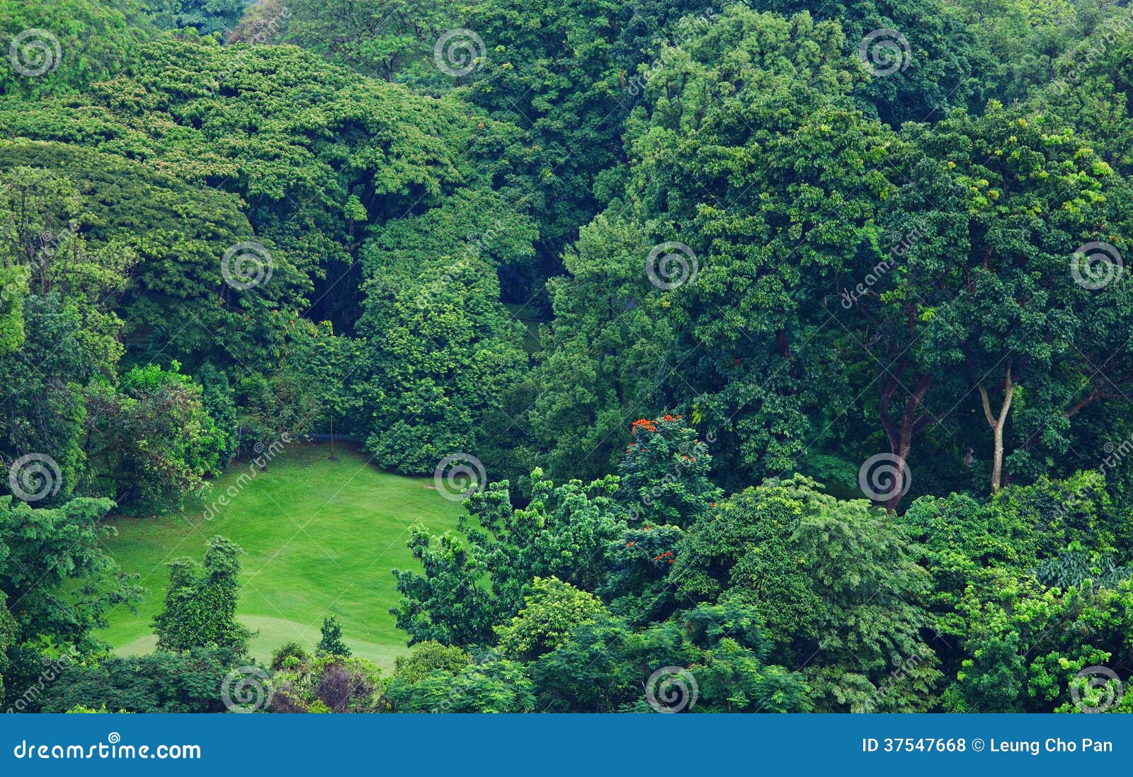 Green forest stock photo. Image of high, background, aerial - 37547668
