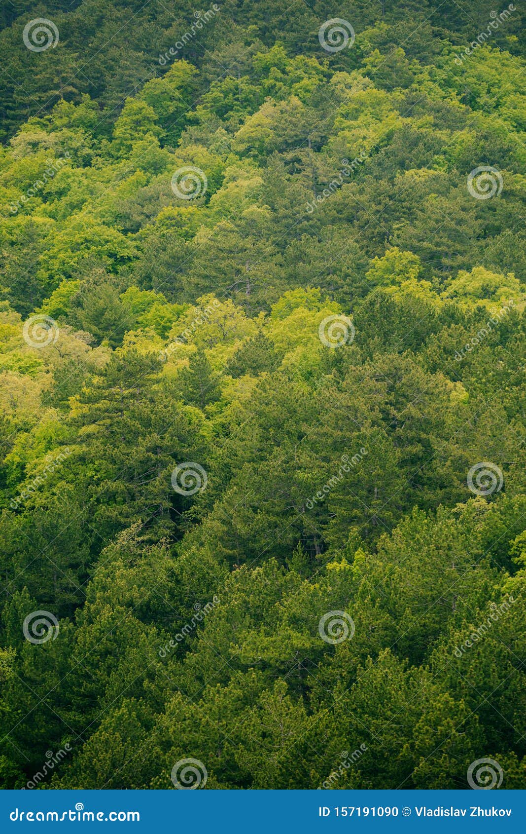 Green forest top view stock photo. Image of background - 157191090