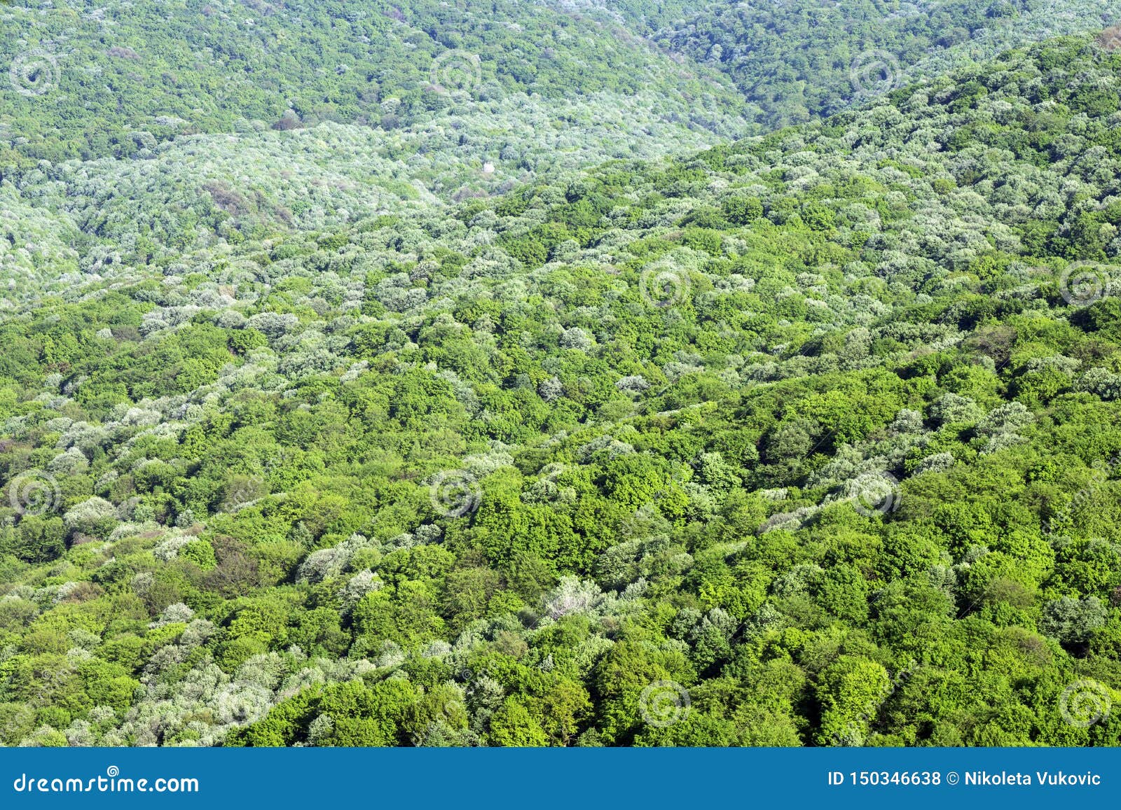Green forest top view stock photo. Image of mountain - 150346638