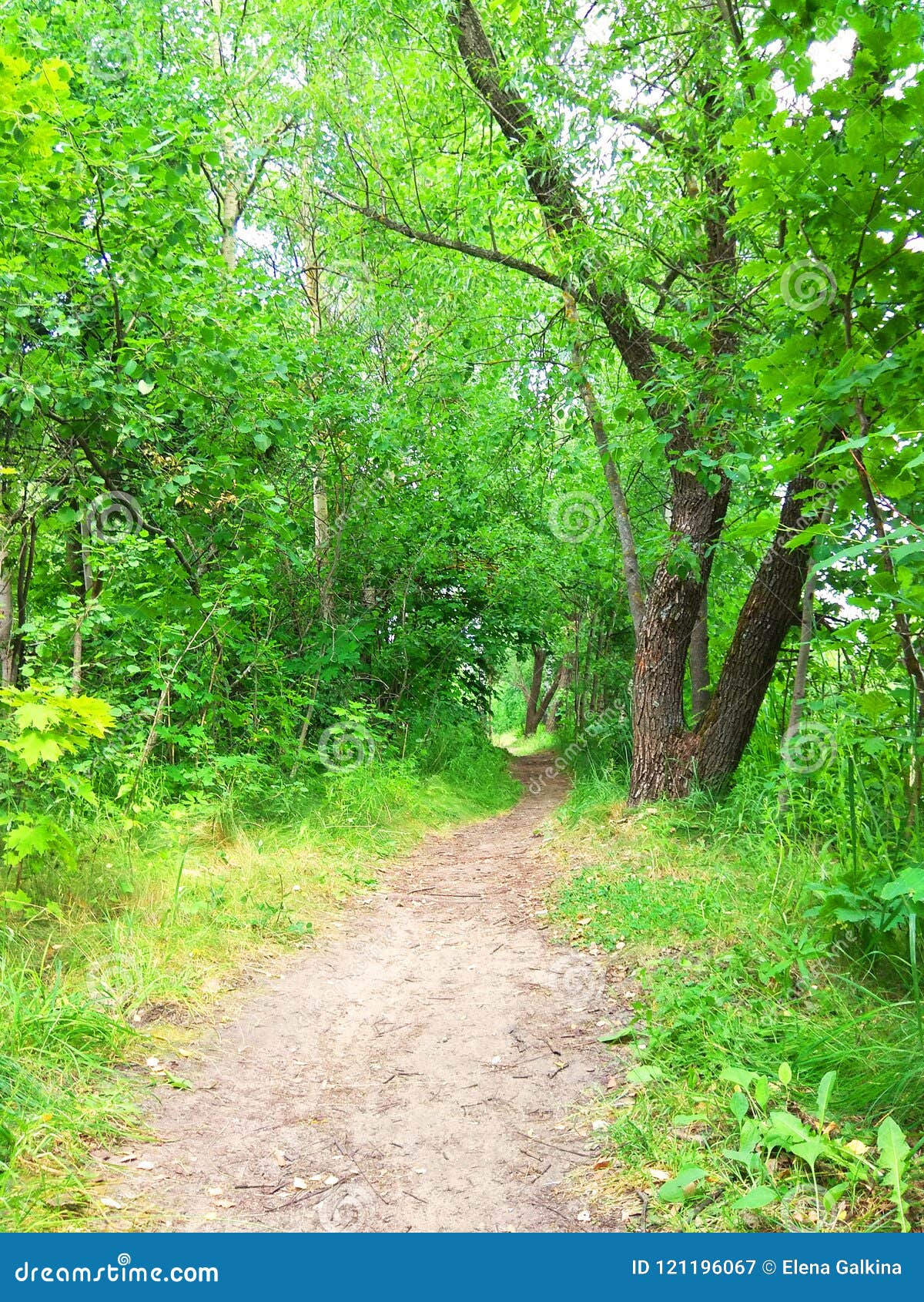 Green forest trail photo stock image. Image of season - 121196067