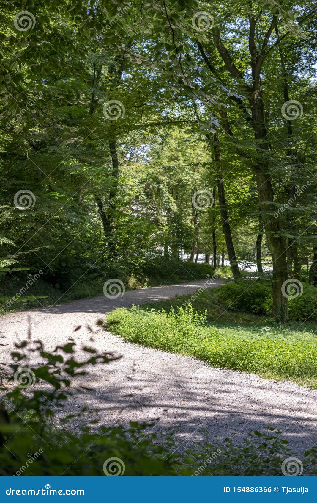 Green Forest Trail in the Summer Stock Photo - Image of path, mystery ...