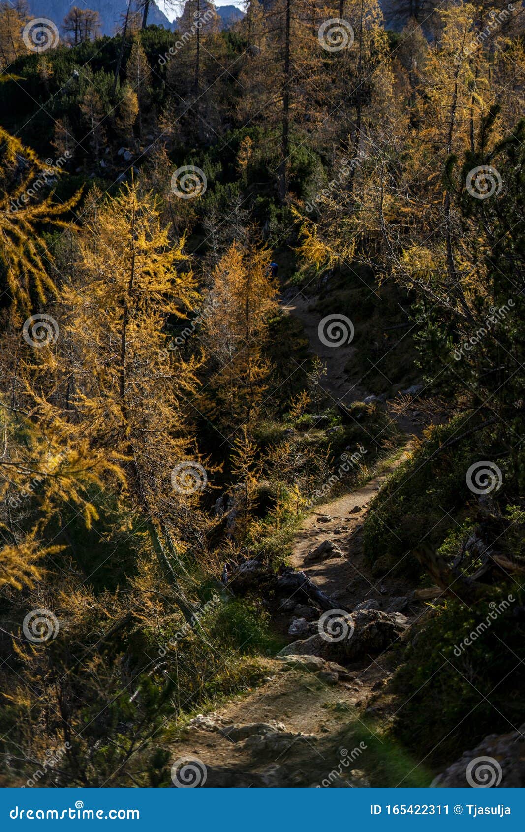 Green Forest Trail in the Summer Stock Image - Image of rural, mixed ...