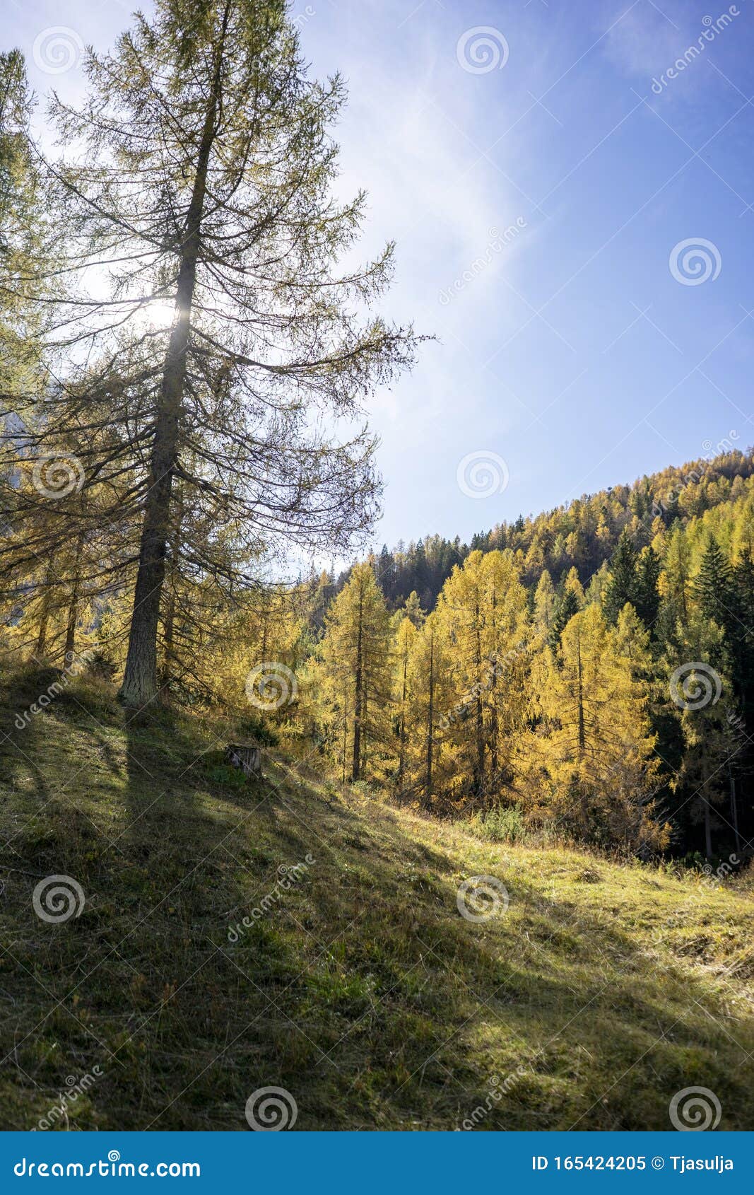 Green Forest Trail in the Summer Stock Image - Image of plant, foliage ...