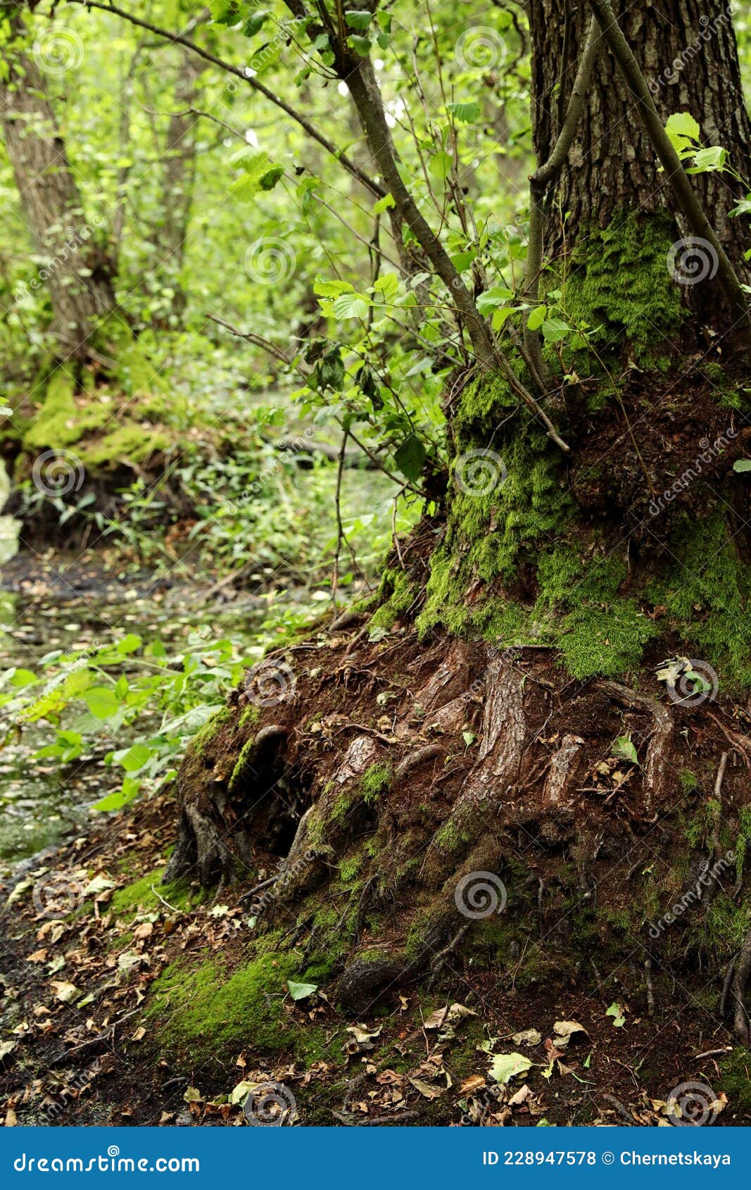 Green Forest. Tree Roots Visible through Soil Stock Photo - Image of ...