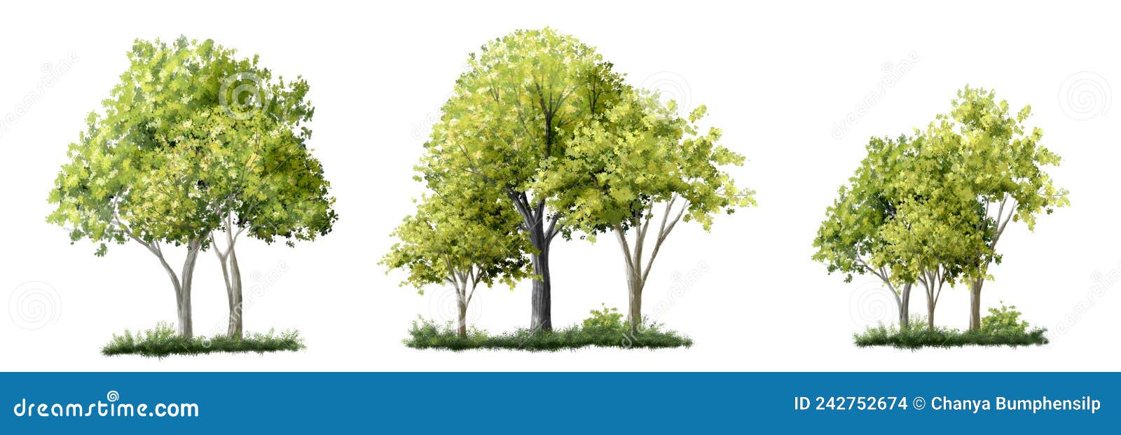 Green Forest or Tree Side View Isolated Stock Photo - Image of isolated ...