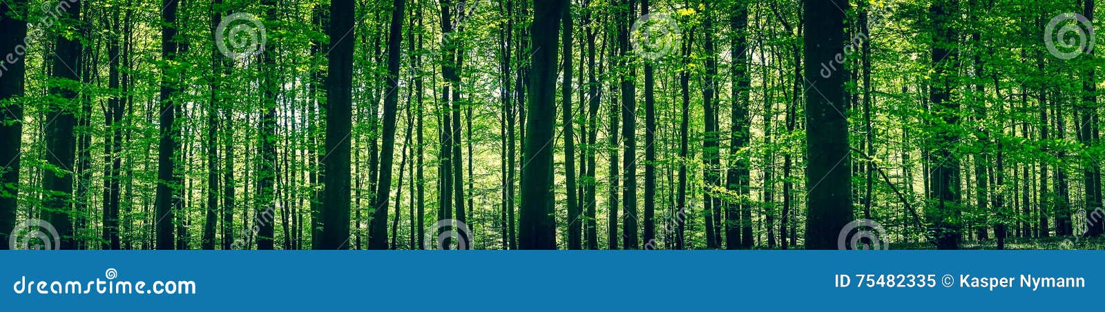 Green Forest with Tree Silhouettes Stock Image - Image of park ...