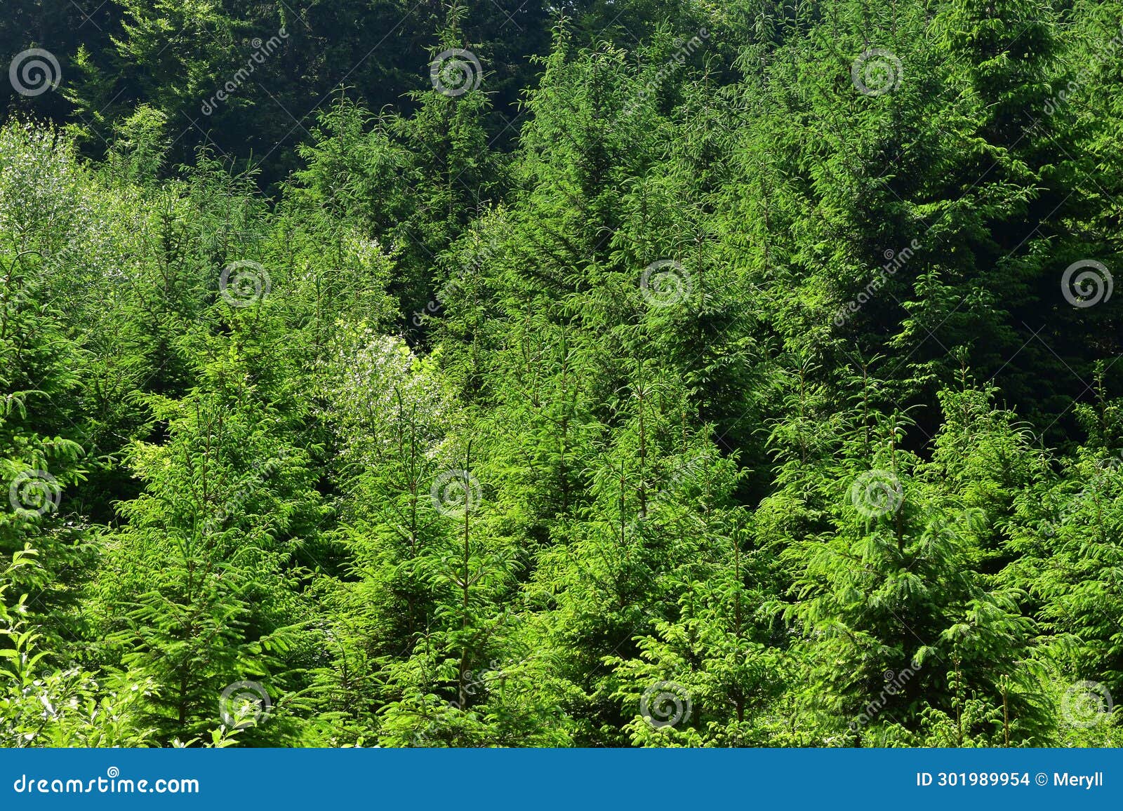 Green Forest Tree Texture Wallpaper Backdrop Stock Photo - Image of ...