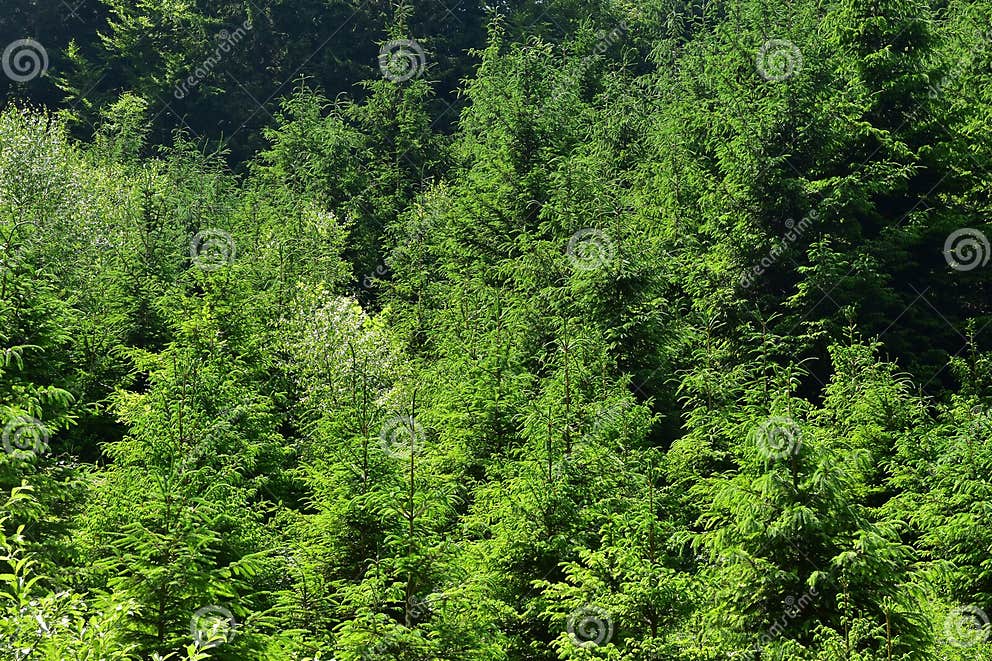 Green Forest Tree Texture Wallpaper Backdrop Stock Photo - Image of ...