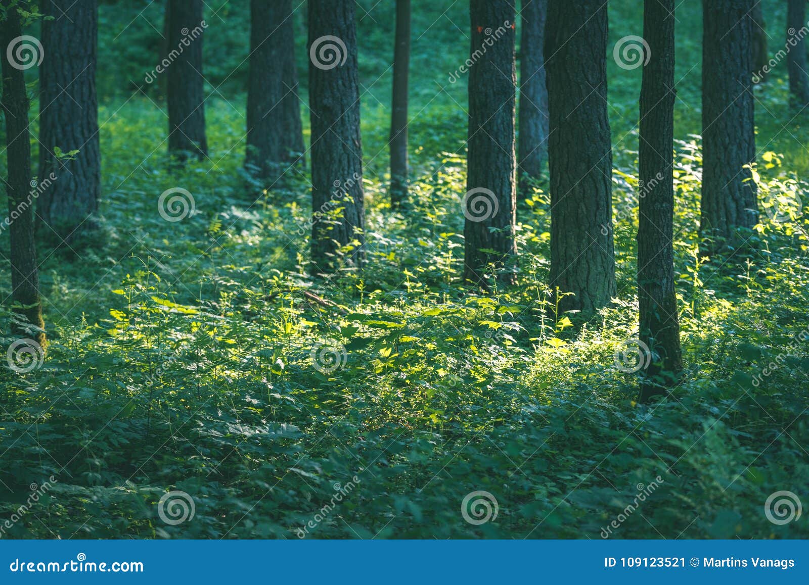 Green Forest with Tree Trunks in Summer - Vintage Green Effect Stock ...
