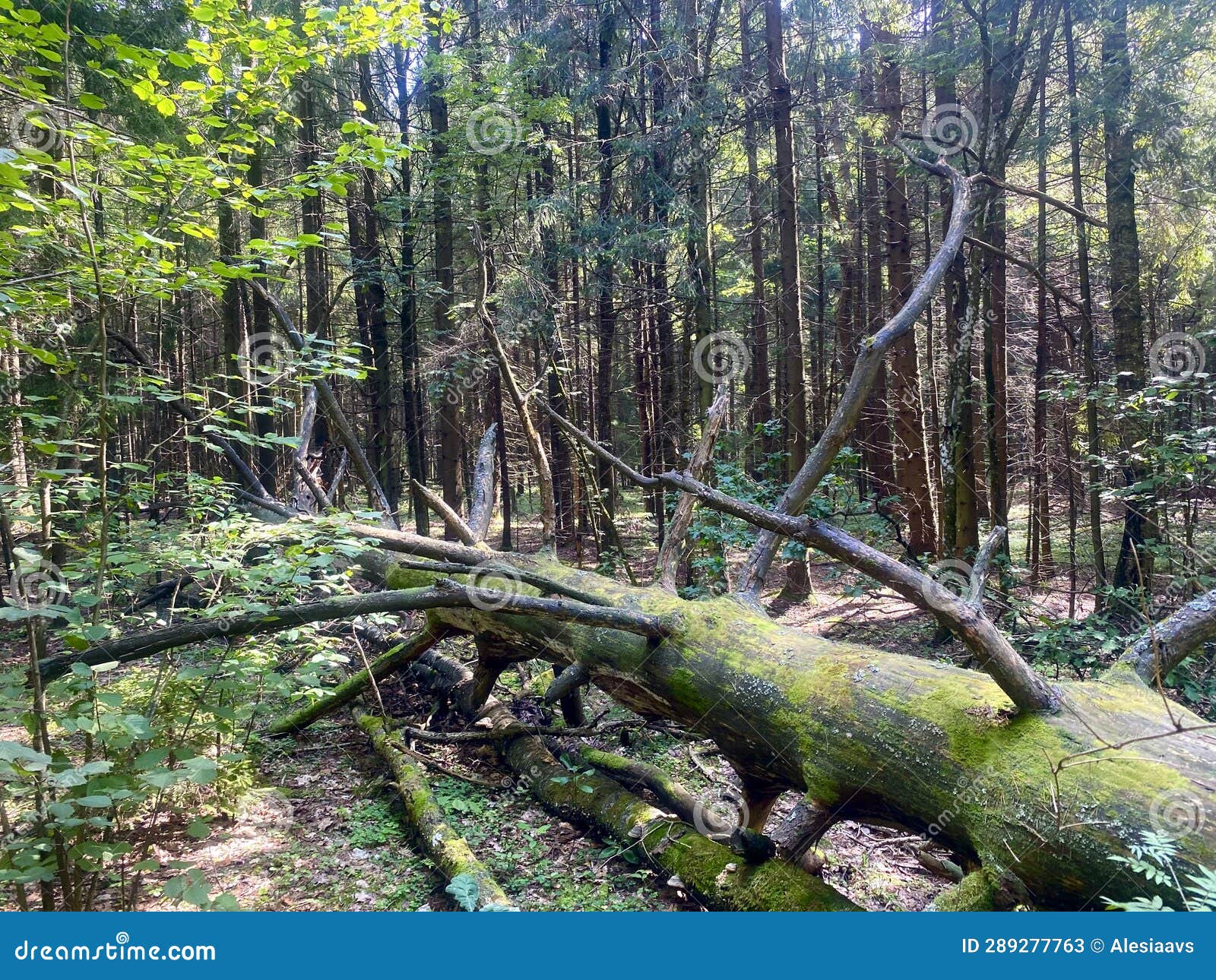 Green Forest, Tree Trunks, Pine Trees, Leaves, Nature, Landscape Stock ...