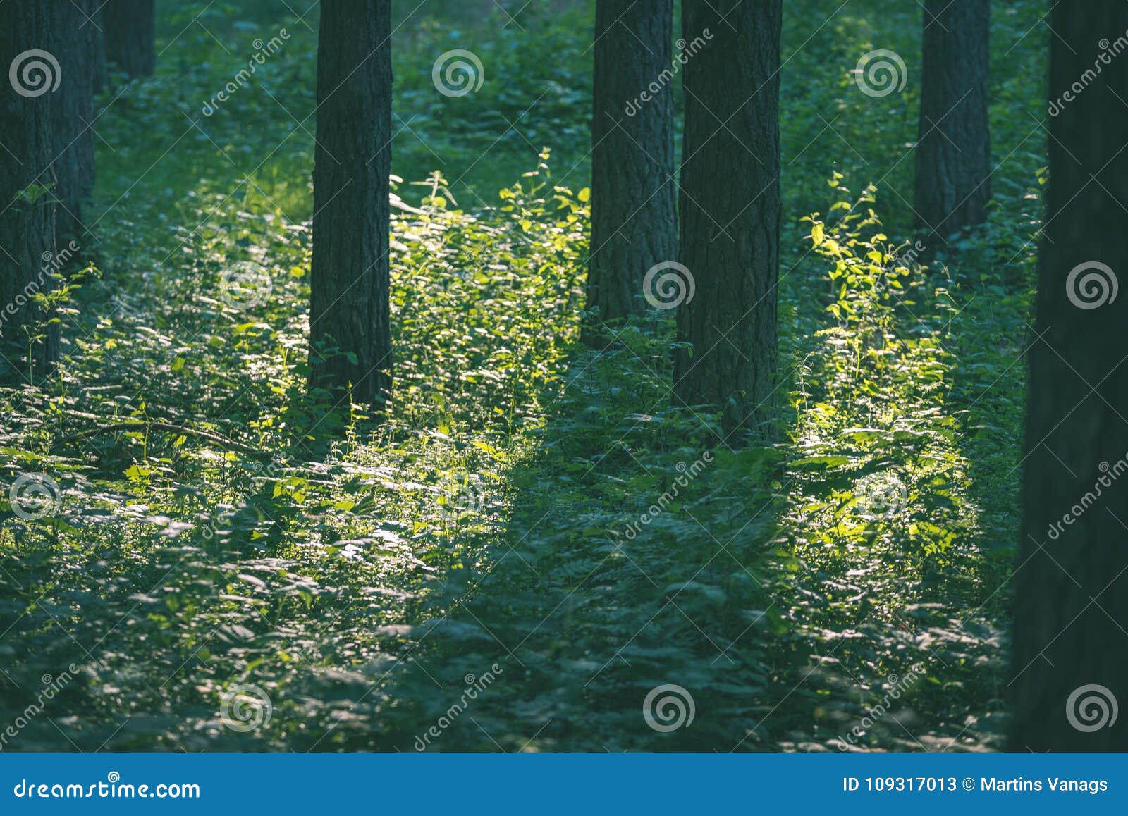 Green Forest with Tree Trunks in Summer - Vintage Green Effect Stock ...