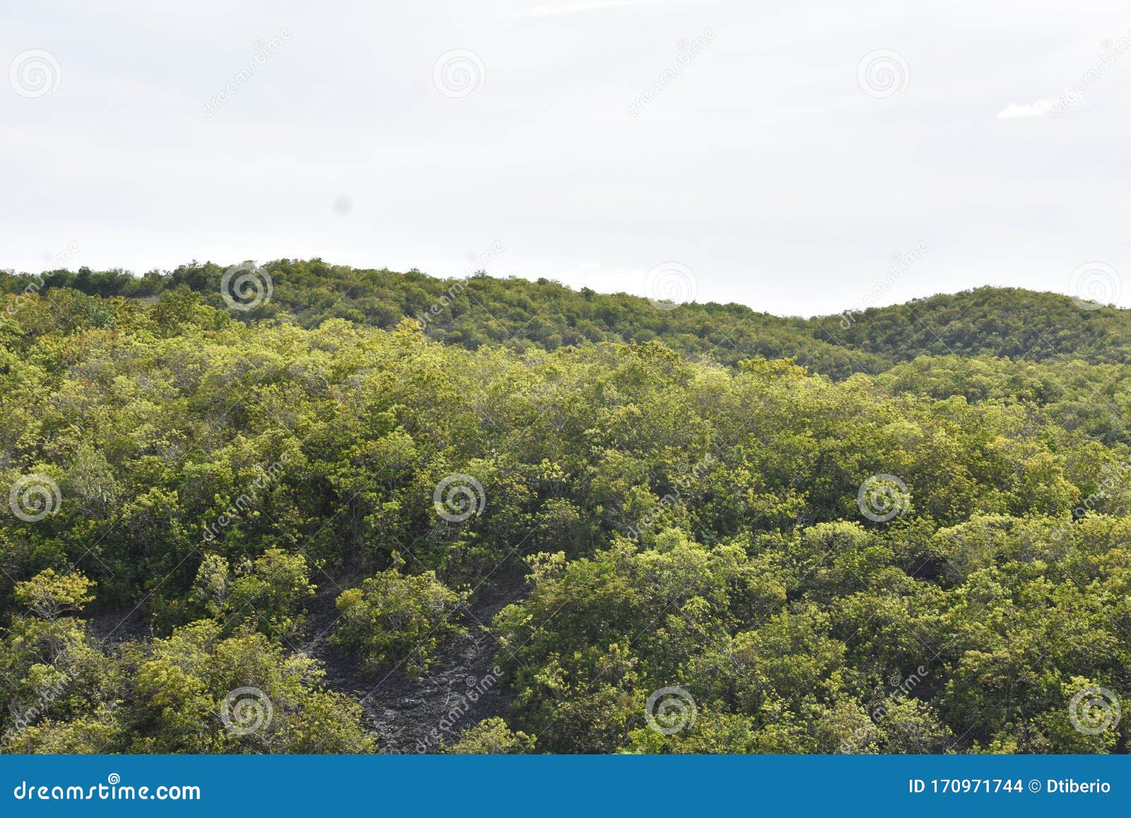 A Green Forest Trees on Hill Stock Photo - Image of greenish, hilltop ...