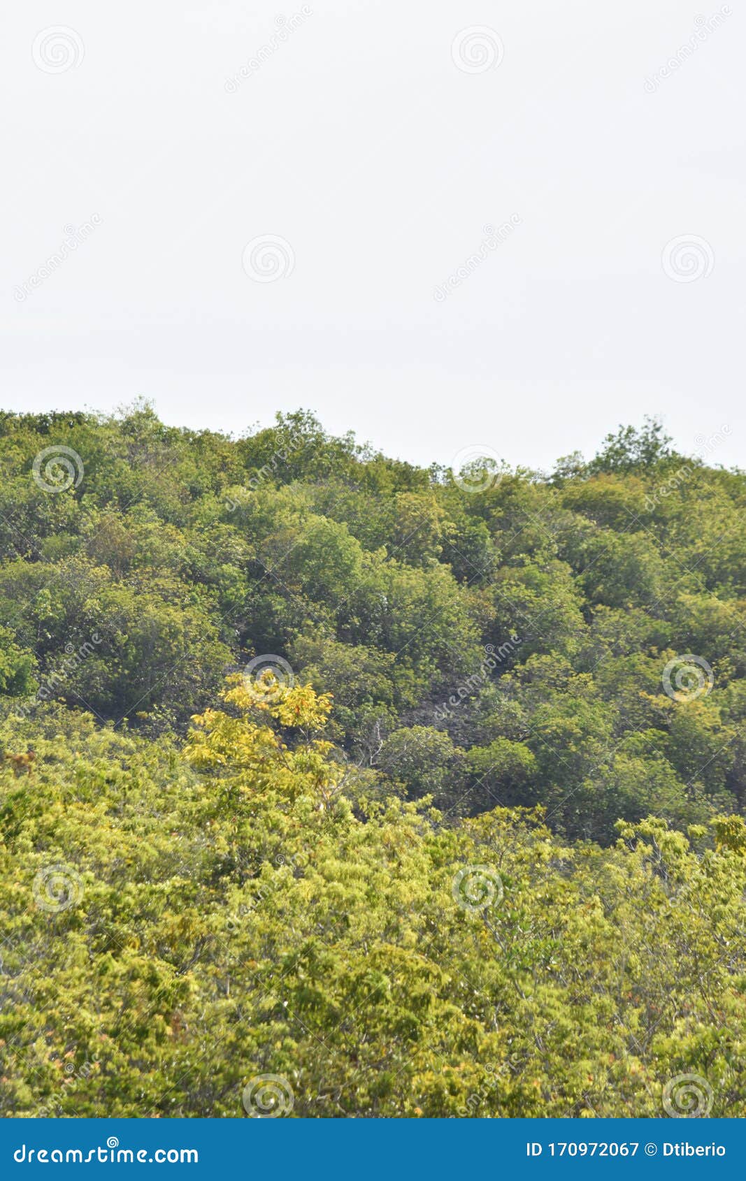 A Green Forest Trees on Hill Stock Image - Image of hilltop, forest ...