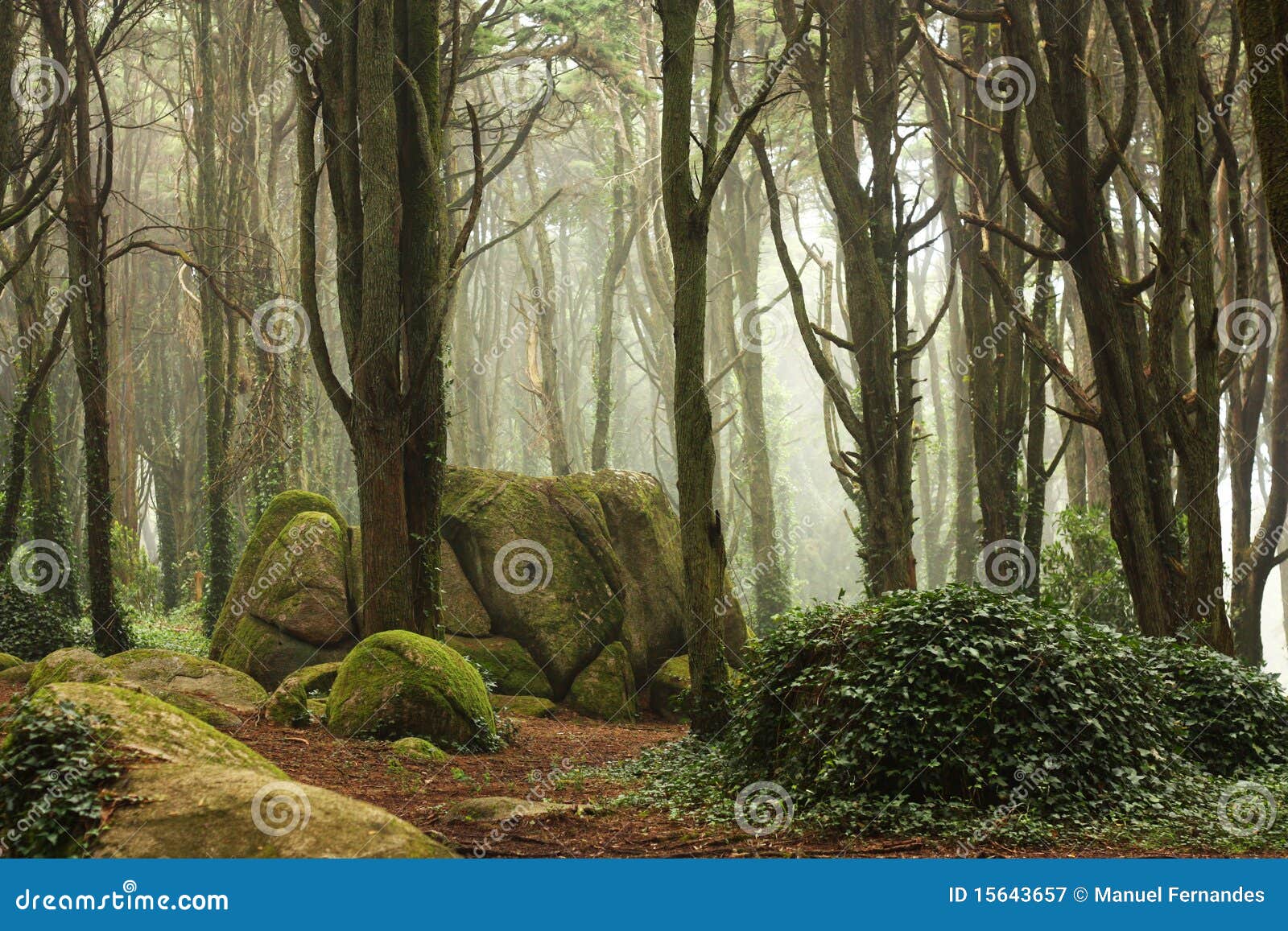 Green Forest Trees with Huge Rocks Stock Image - Image of morning ...