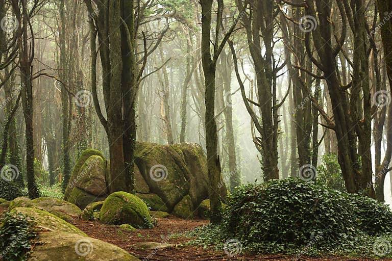 Green Forest Trees with Huge Rocks Stock Image - Image of morning ...
