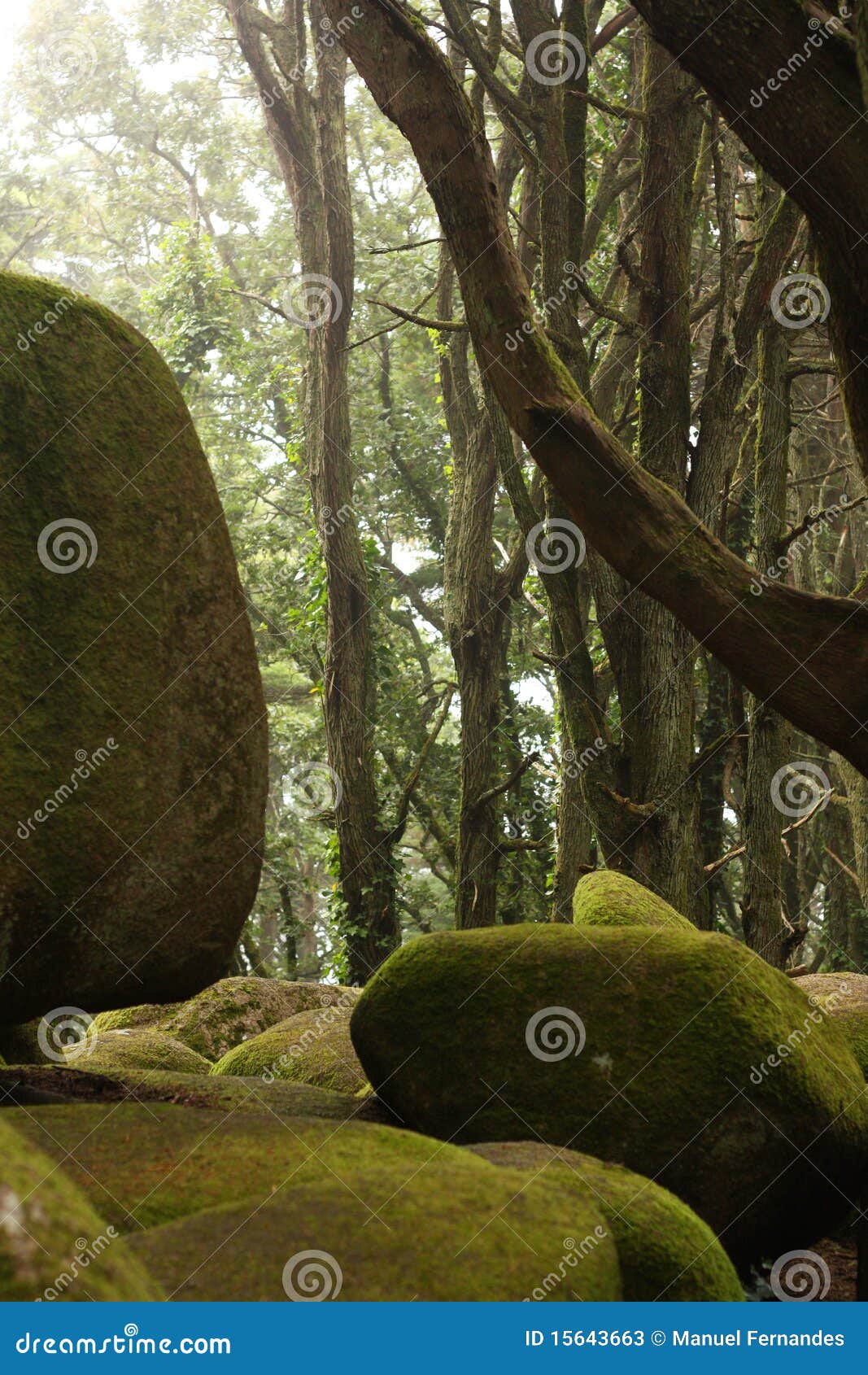 Green Forest Trees with Huge Rocks Stock Image - Image of morning ...