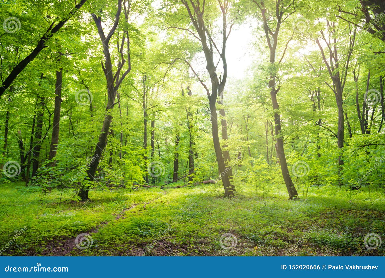 Green forest with trees stock photo. Image of forest - 152020666