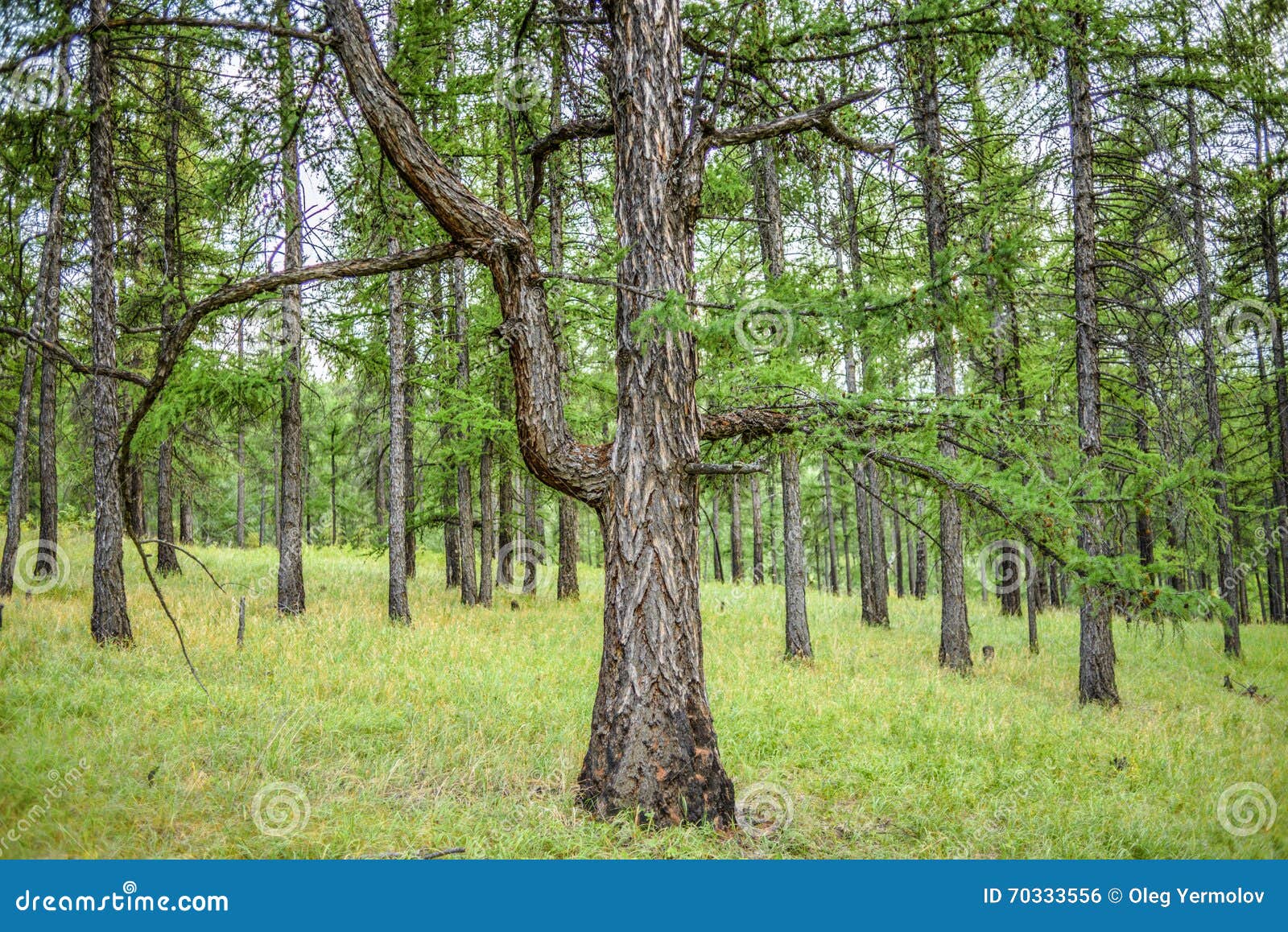 Green forest trees stock photo. Image of leaves, season - 70333556