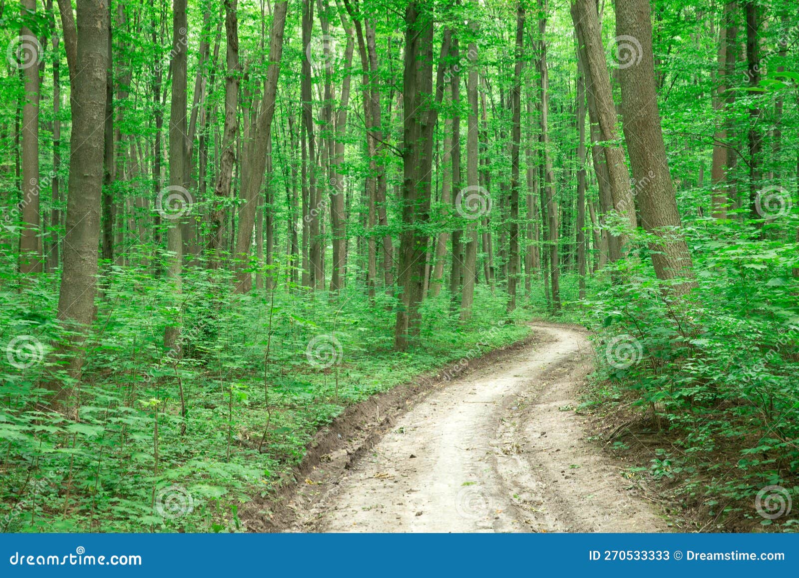 Green Forest Trees. Nature Green Wood Backgrounds Stock Image - Image ...