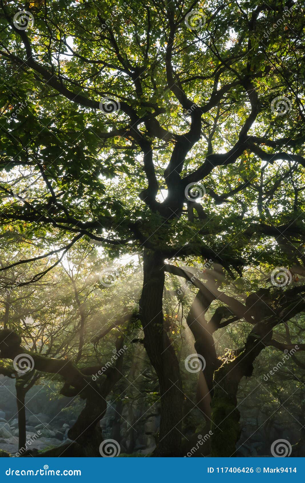 Green Forest Trees. Sunshine Streaming through Dark Brooding Trees ...