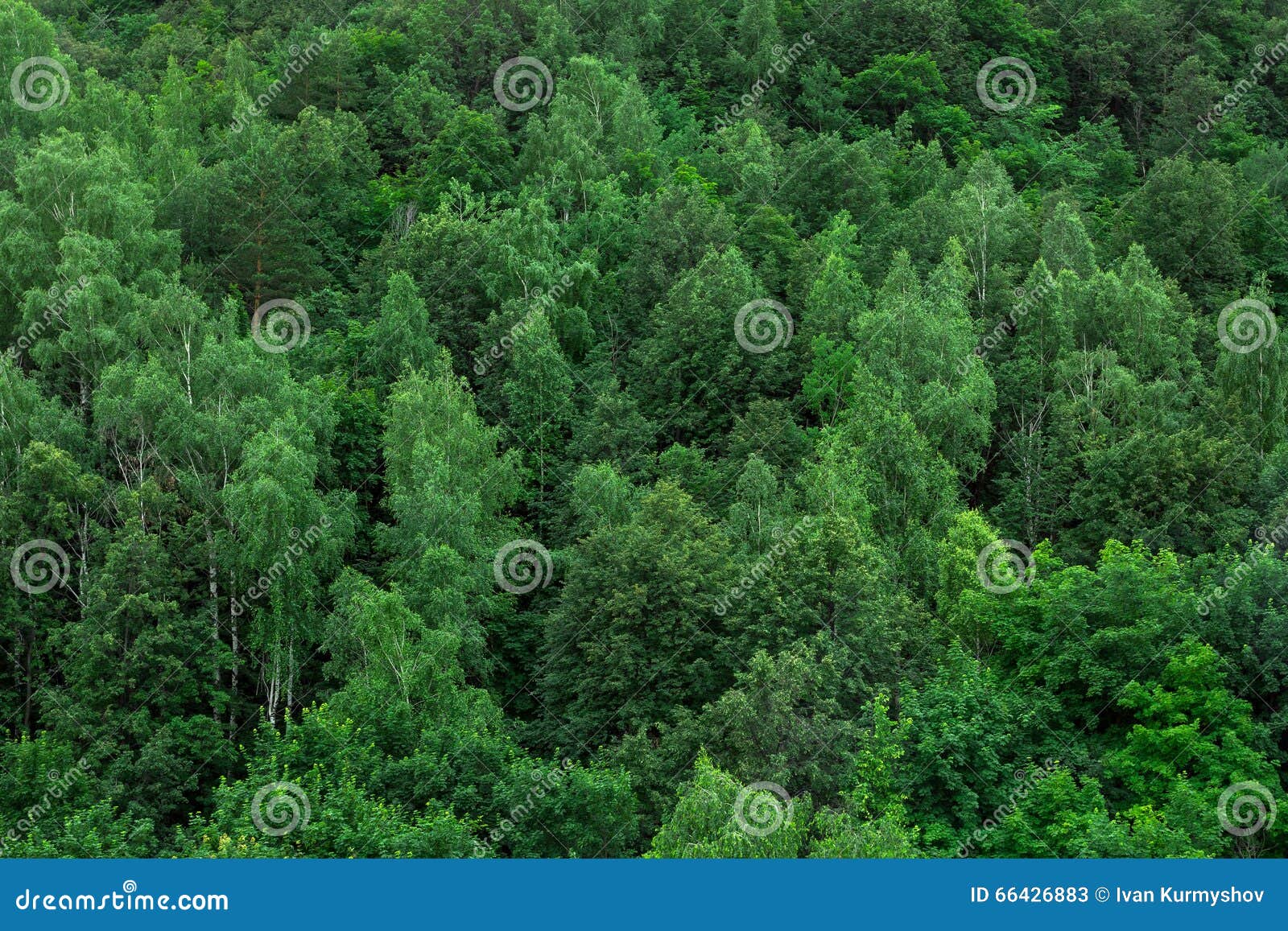 Green Forest Trees Texture Background. Nature Landscape Stock Image ...