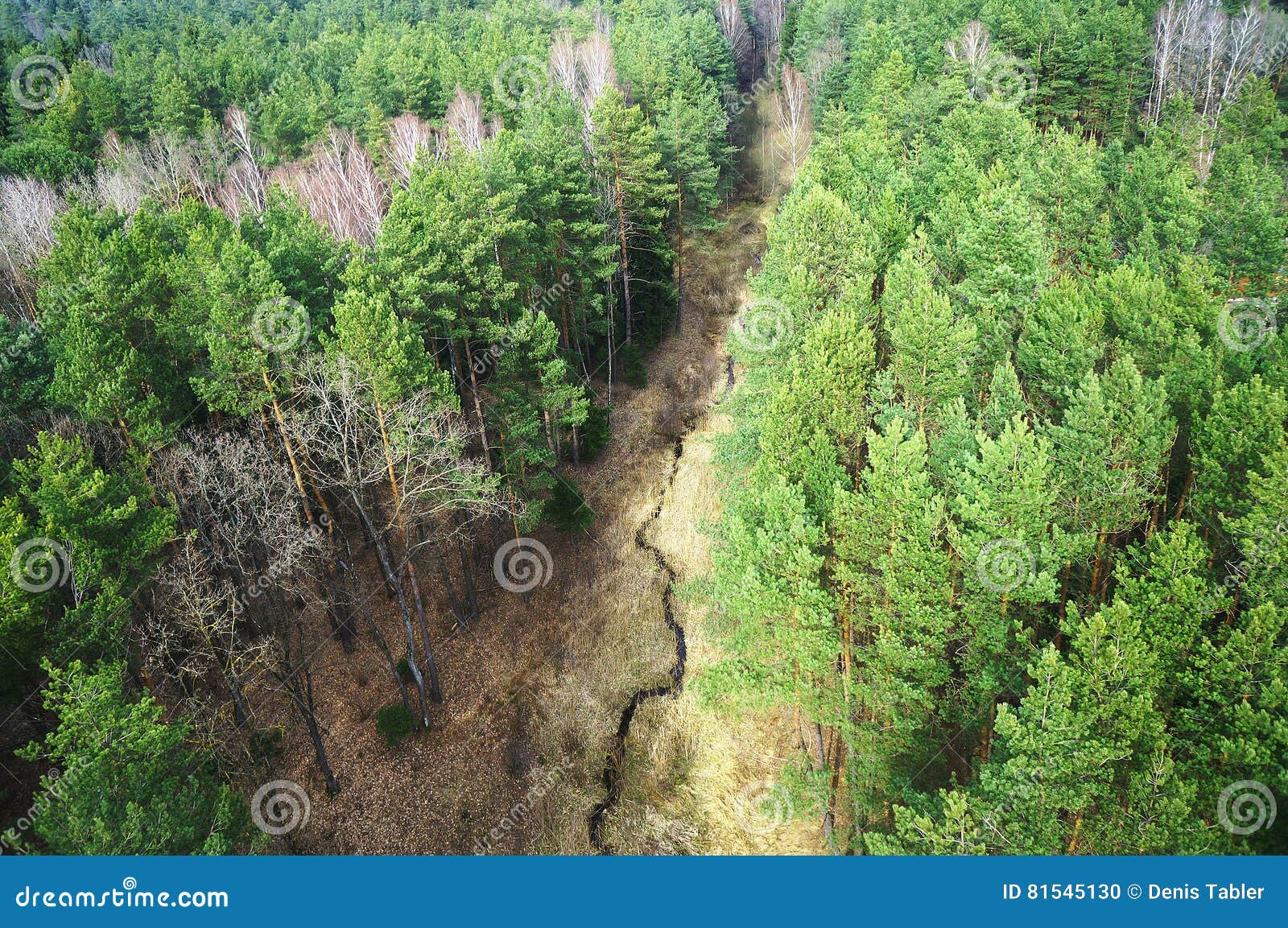 Green forest trees stock photo. Image of wood, birch - 81545130