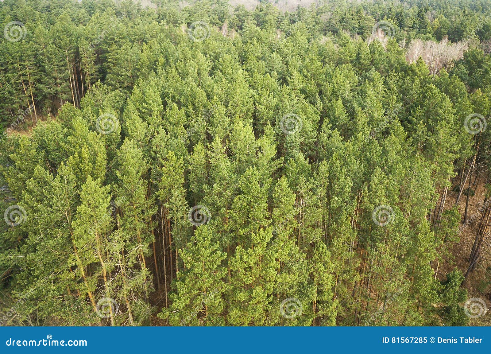 Green forest trees stock image. Image of spruce, dense - 81567285