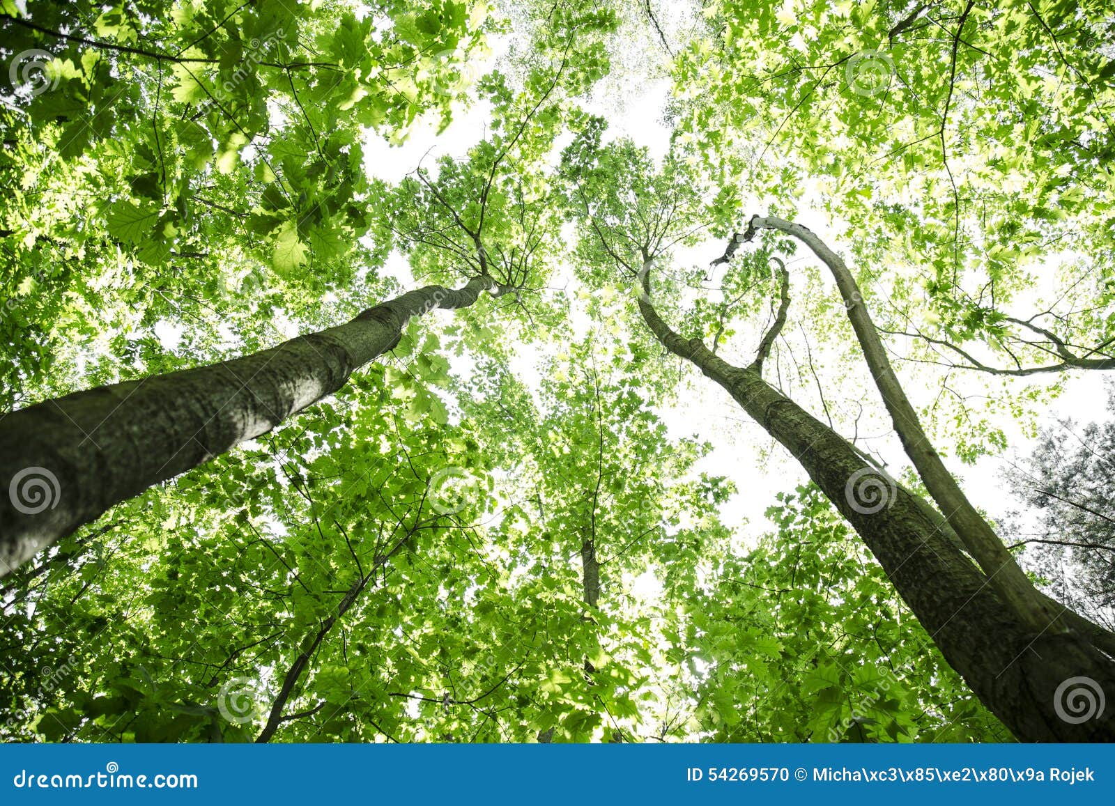 Green forest treetops shot stock photo. Image of woods - 54269570