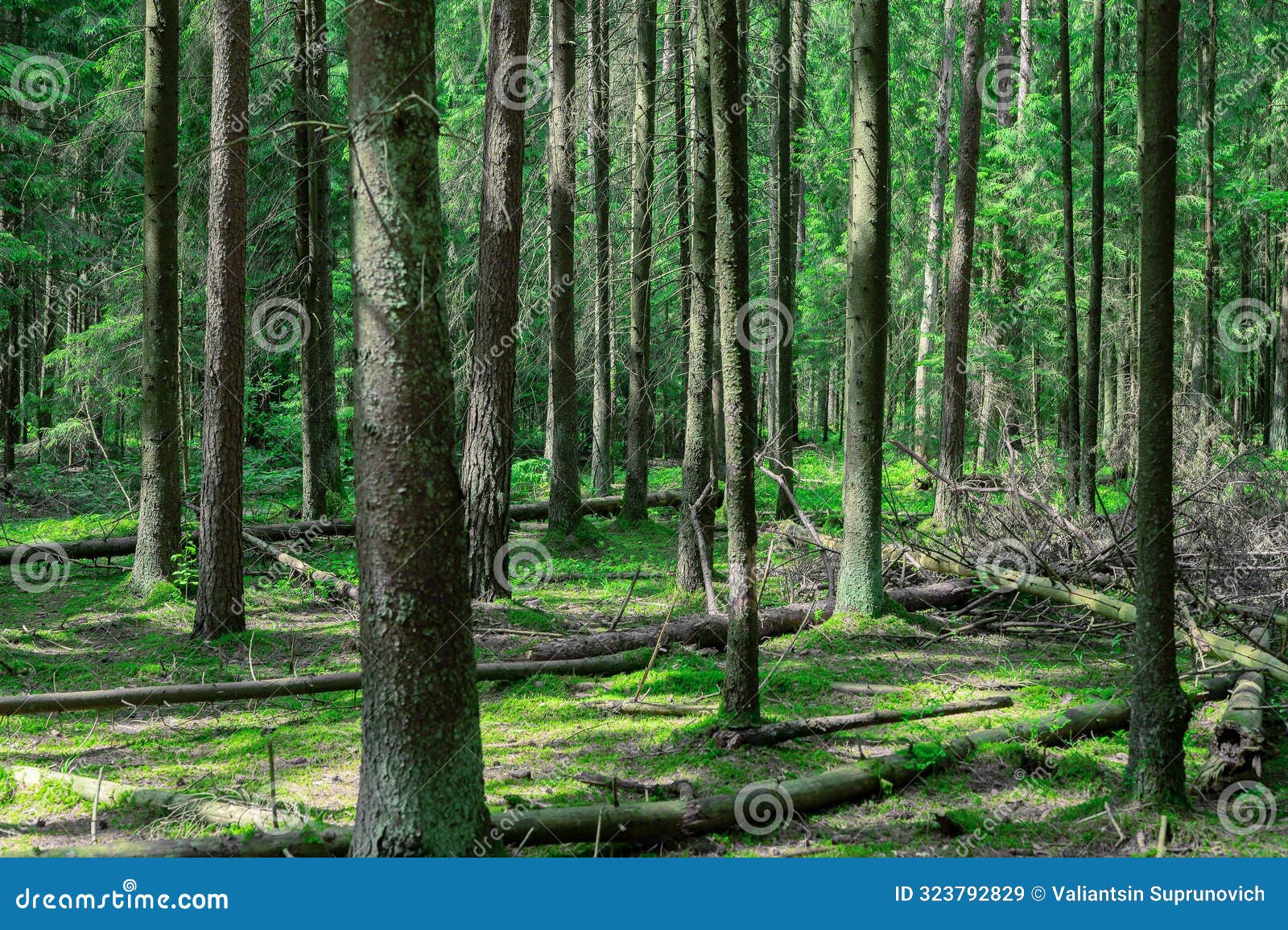 Green Forest, Trunks, Leaves and Grass, Landscape Background Stock ...