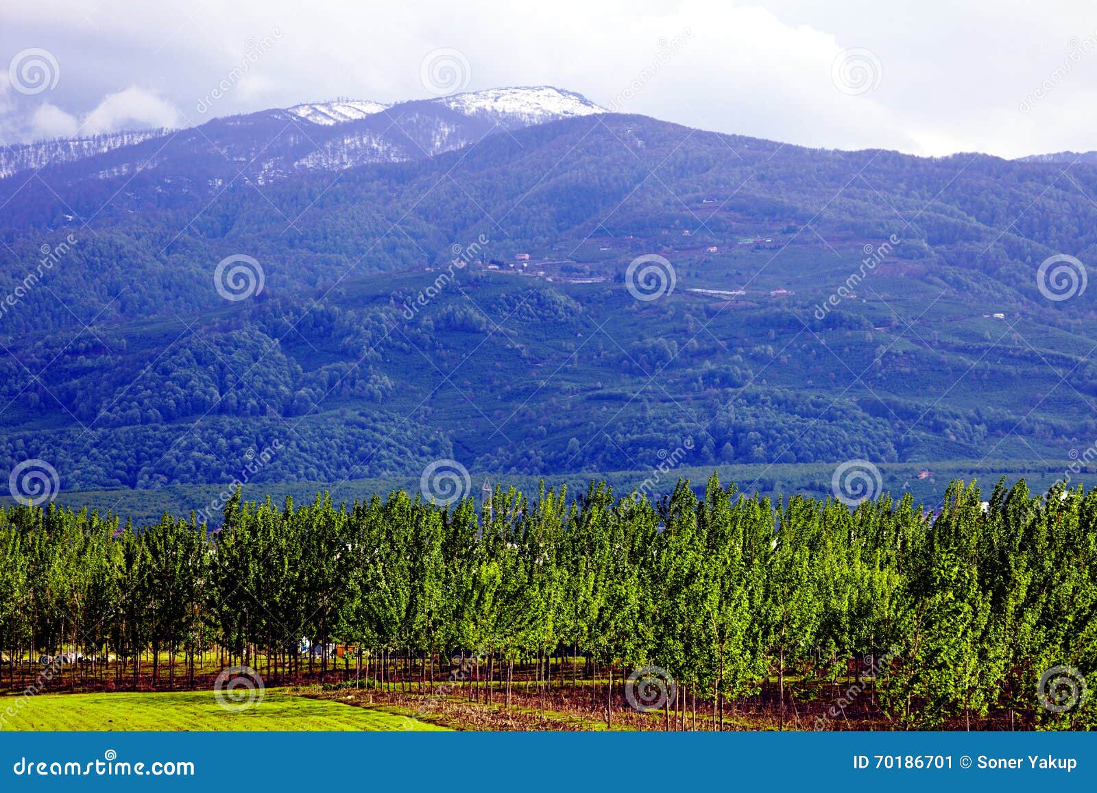 Green Forest Under Snowy Mountain Stock Image - Image of snowy ...