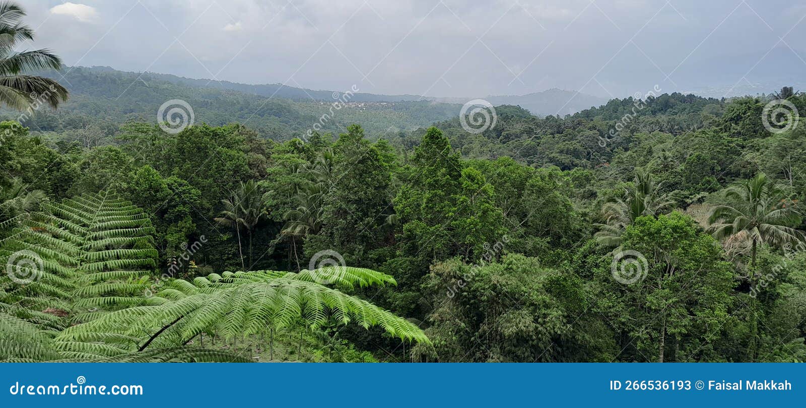 Green forest of view stock image. Image of plant, view - 266536193
