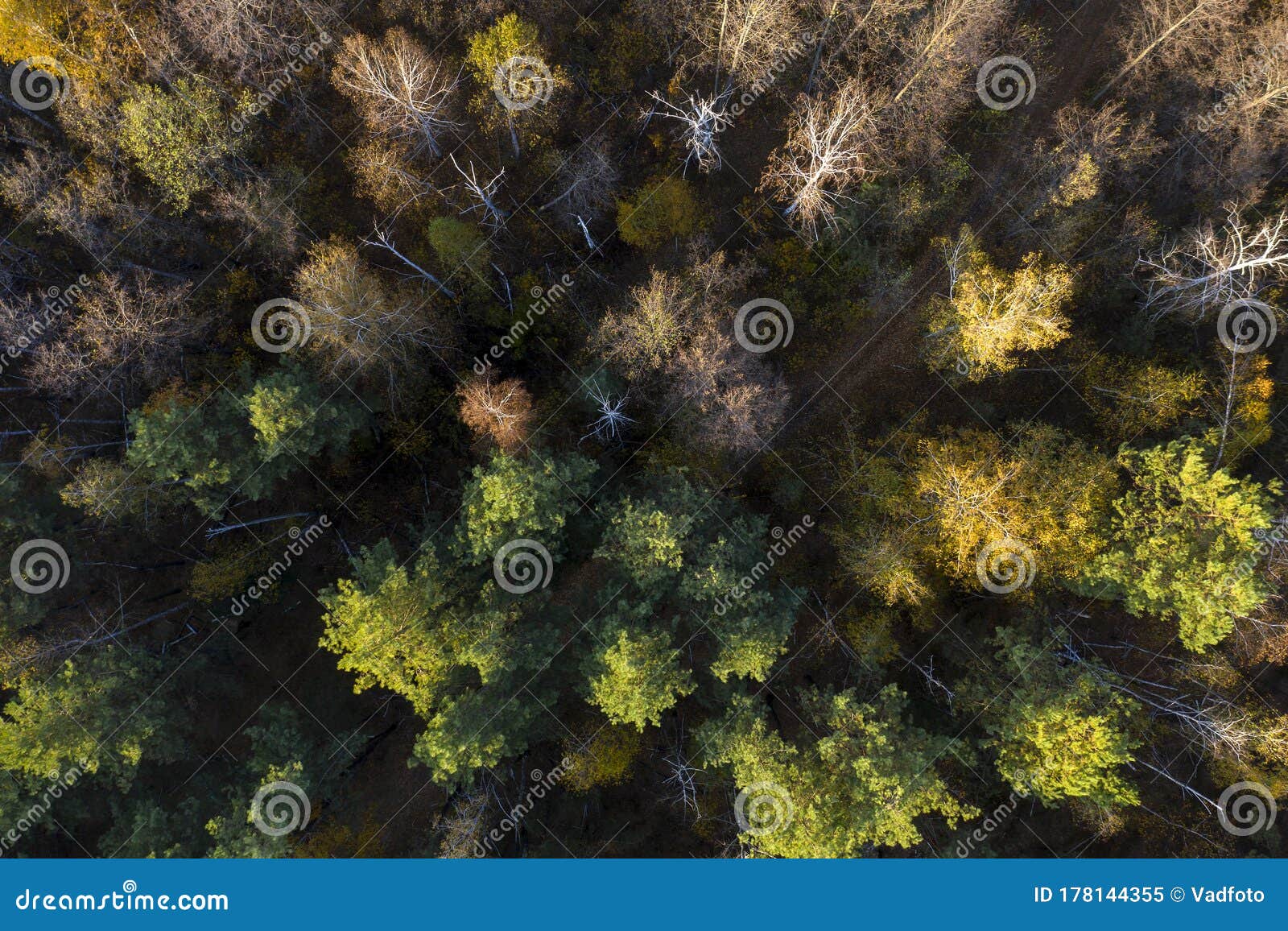 Green Forest, View from Above Stock Image - Image of countryside ...