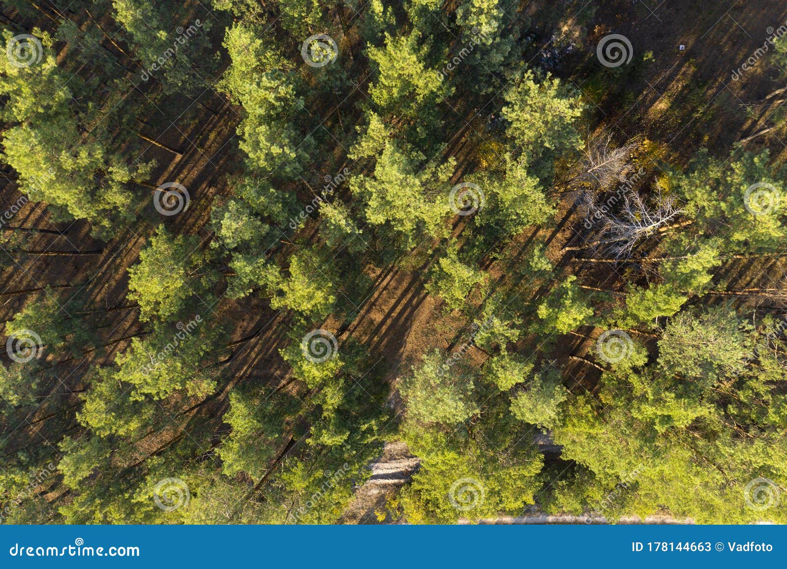 Green Forest, View from Above Stock Image - Image of pattern, panoramic ...