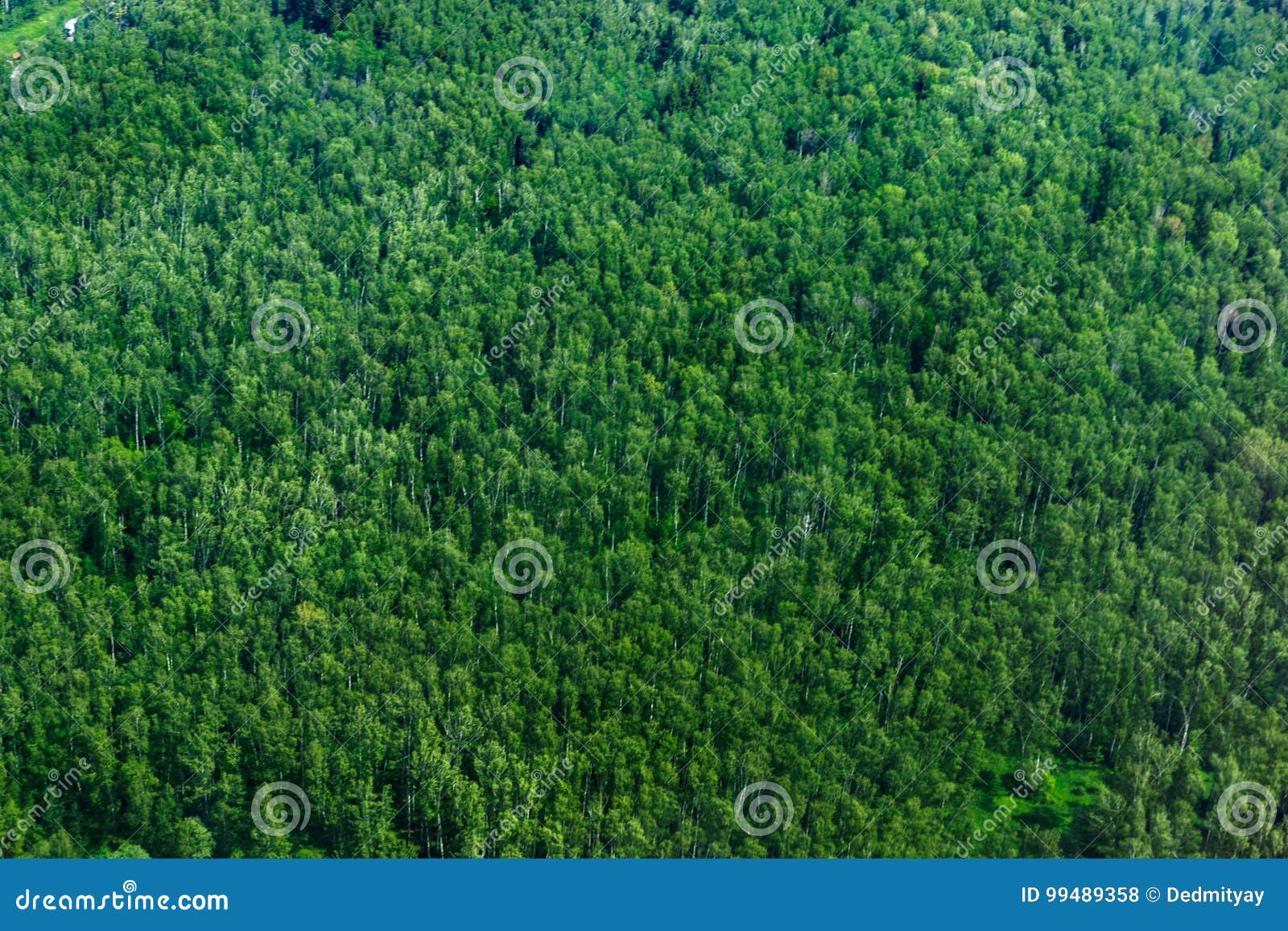 Green Forest, View from Above or Top View Stock Photo - Image of forest ...