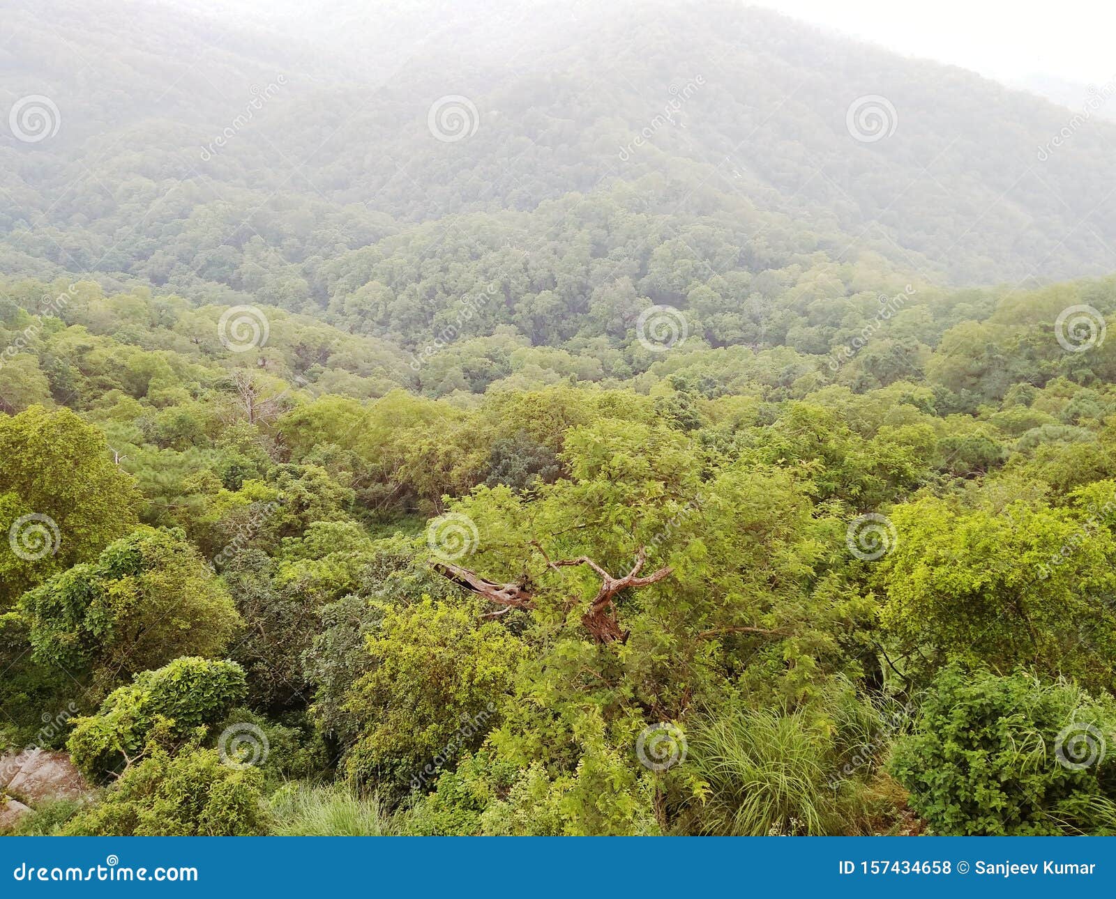 Green forest view stock photo. Image of green, view - 157434658