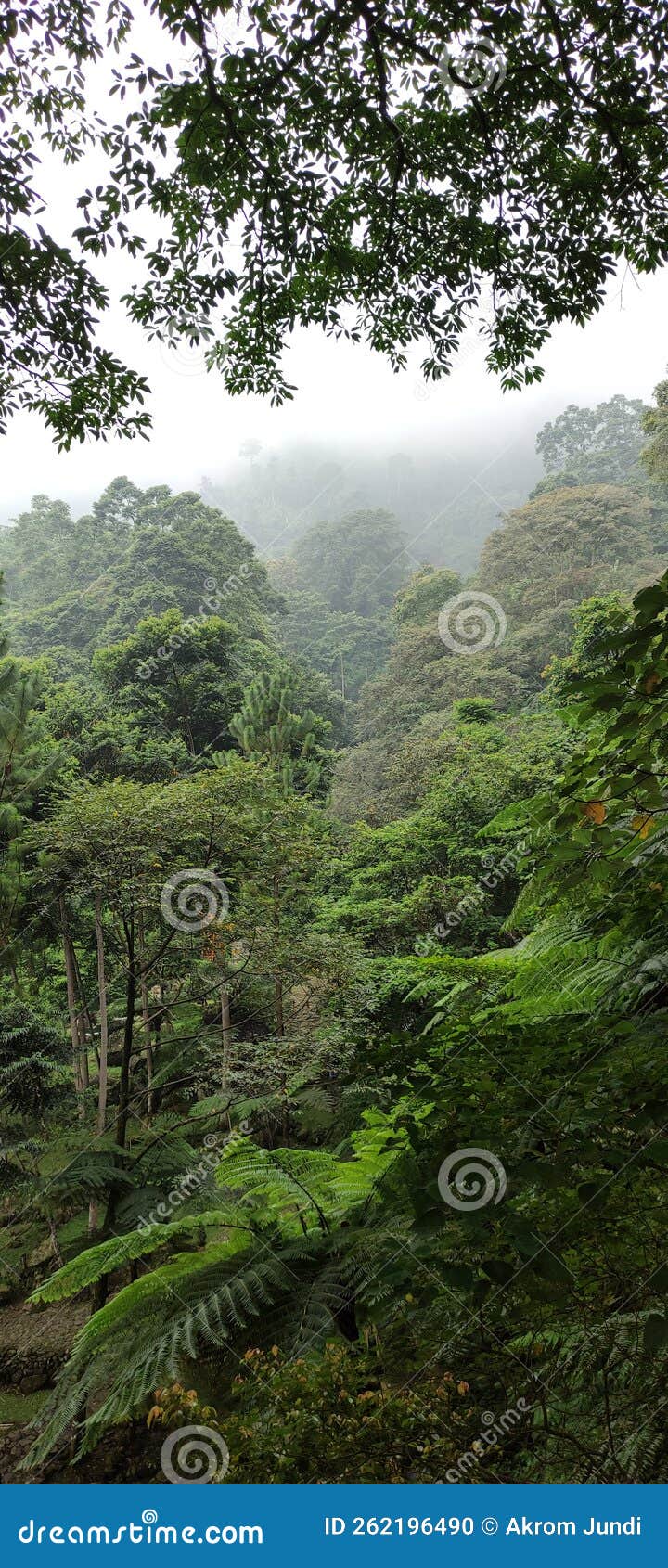 Green Forest View before Raining Stock Photo - Image of plant, cliff ...