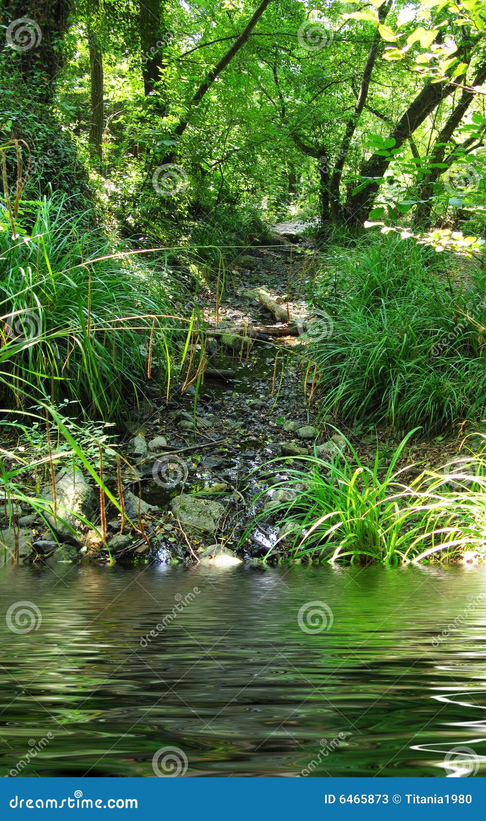 Green forest and water stock image. Image of reflection - 6465873