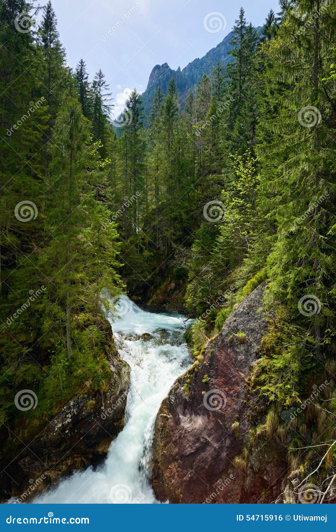 Green Forest Waterfall Stream Water Tatra Mountains Carpathians Stock ...
