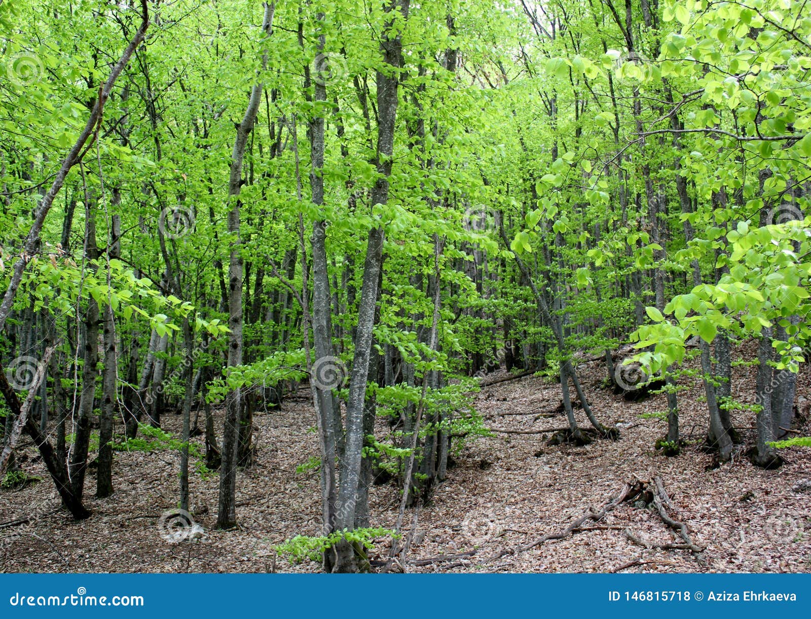Green forest, tall trees stock photo. Image of foliage - 146815718