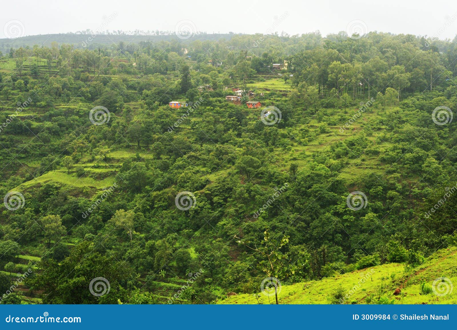 Green forested landscape stock photo. Image of trees, outdoors - 3009984