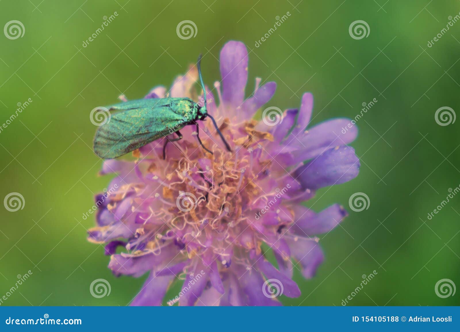 Green Forester Moth on Lilac Flower Stock Photo - Image of passion ...
