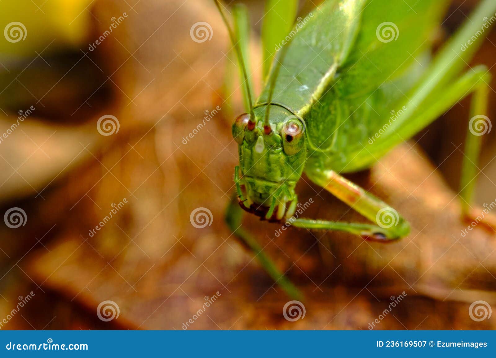 Fork-Tailed Bush Katydid stock image. Image of forktailed - 236169507