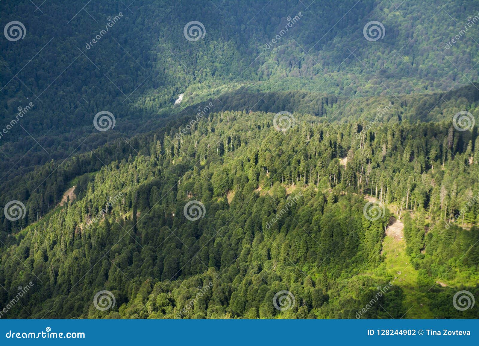 Green Forrest on Mountainside Stock Photo - Image of preserve, wild ...