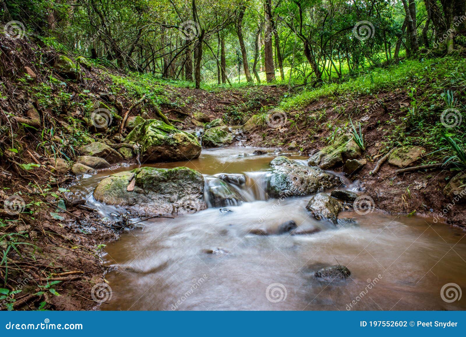 Green Forrest with Spring Water Stream Stock Photo - Image of leaf ...