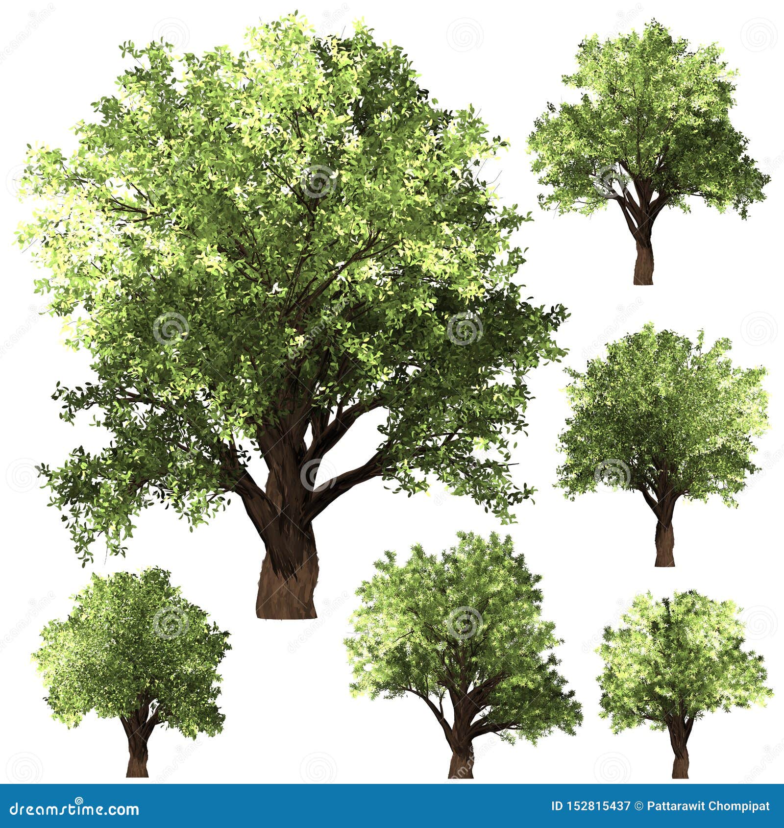 Green Forrest Tree Background. White Isolate Background And .psd For ...