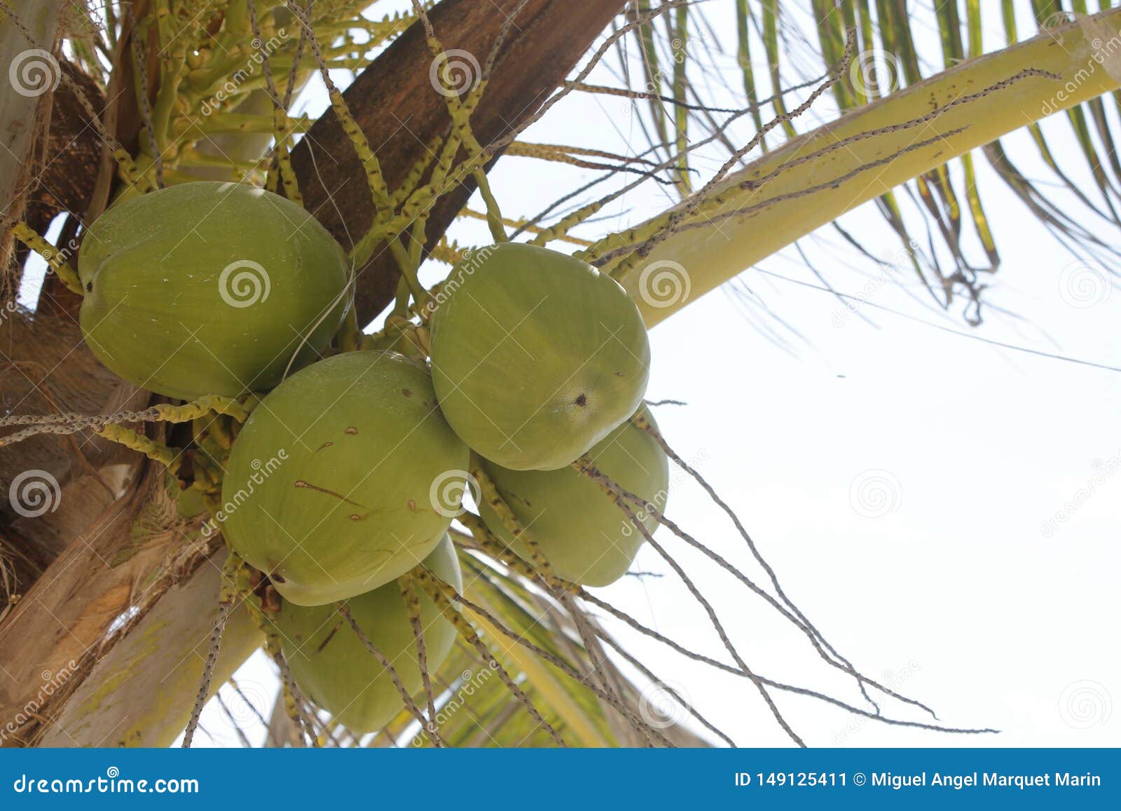 Four Coconuts on the Palm Tree Stock Image - Image of four, tree: 149125411
