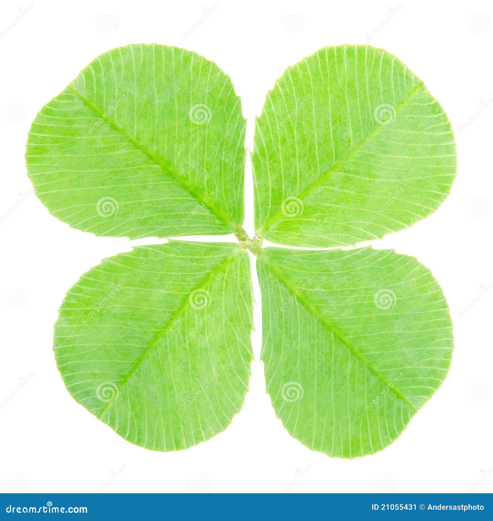 Green four leaf clover stock image. Image of irish, clipping - 21055431