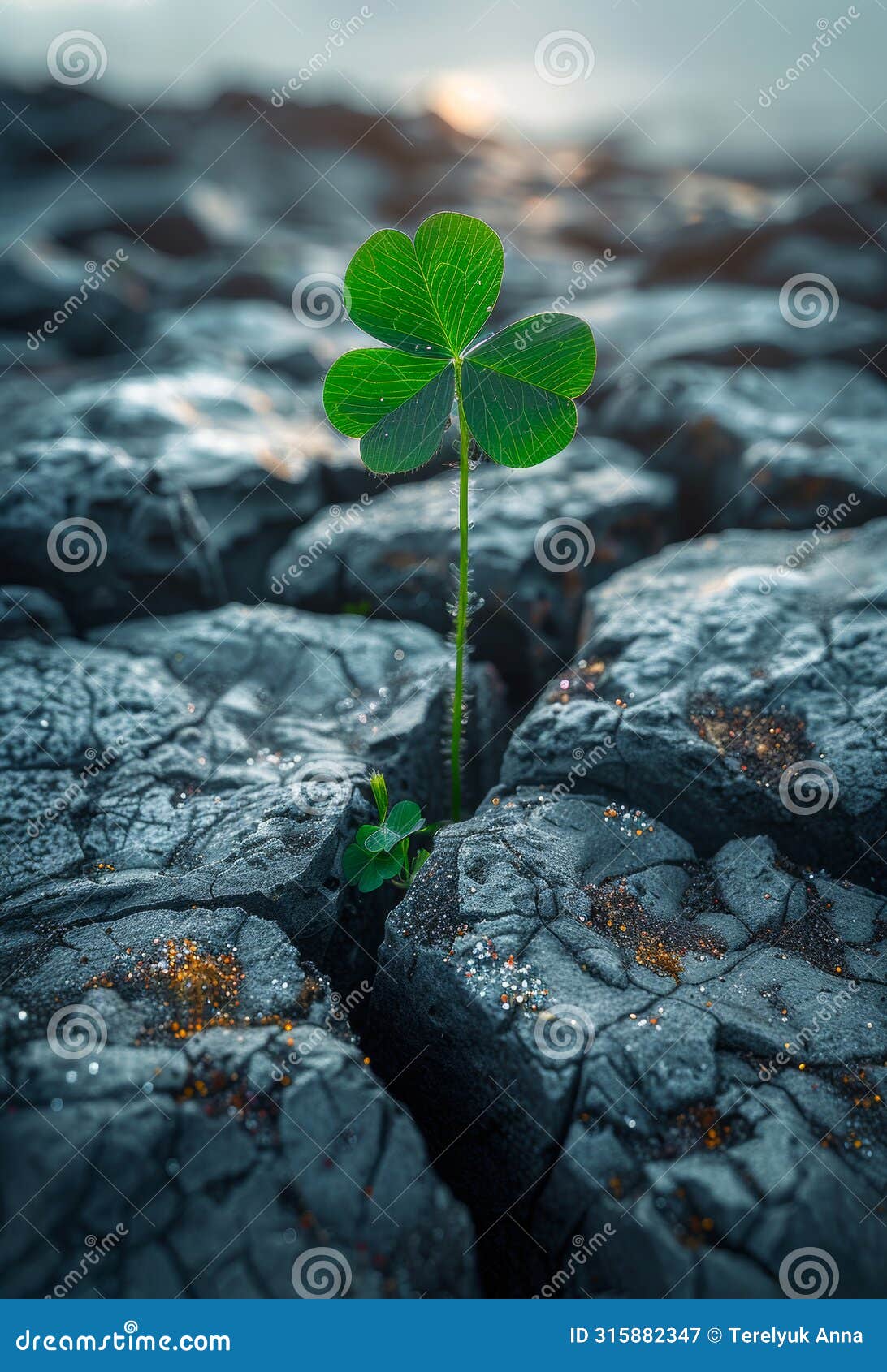 Green Four Leaf Clover Growing Out of Cracked and Dried Mud Stock Image ...