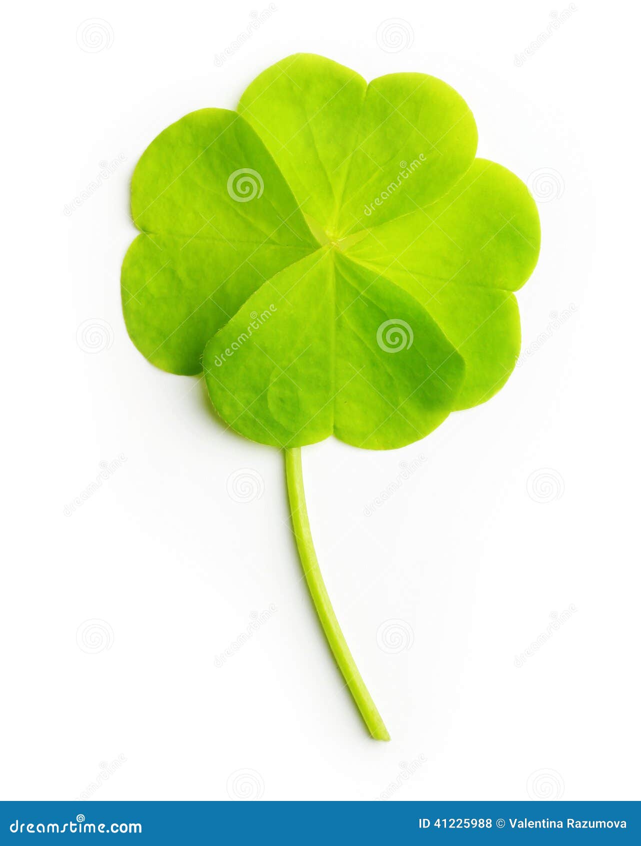 Green Four-leaf Clover Leaf Isolated Stock Photo - Image of leaf ...