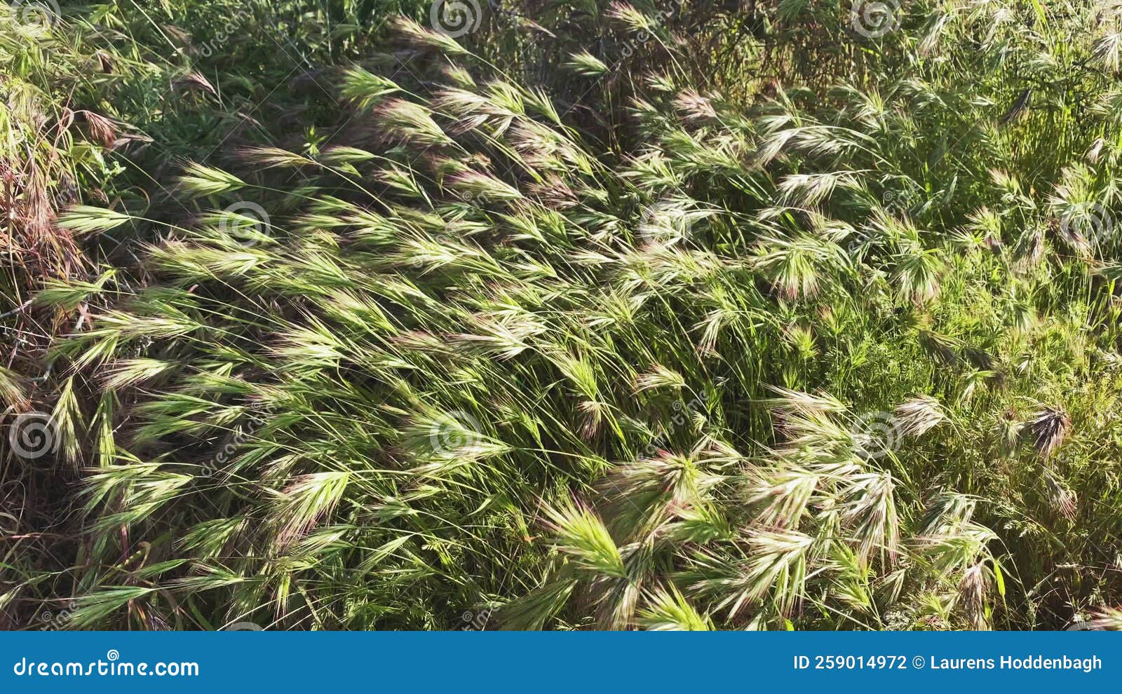 Foxtail Grass Moves by the Wind Stock Footage - Video of seeds, close ...